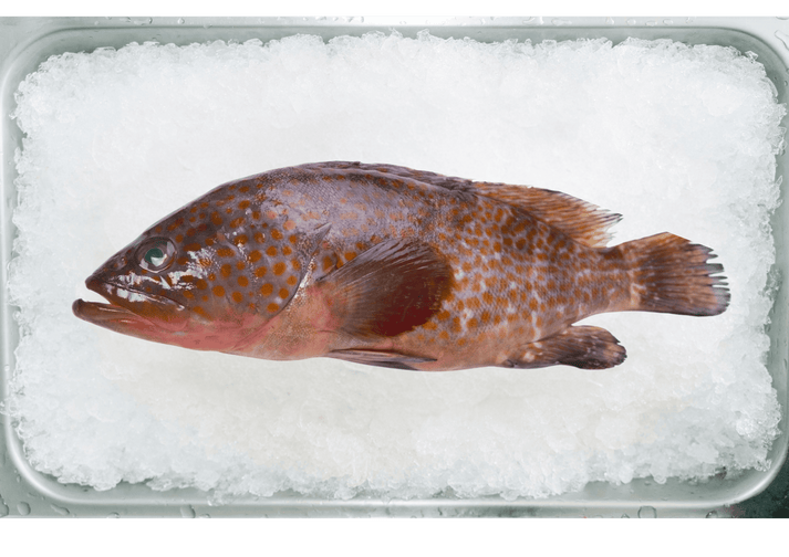 Flower Grouper 花斑鱼 – The Fisherman's Market